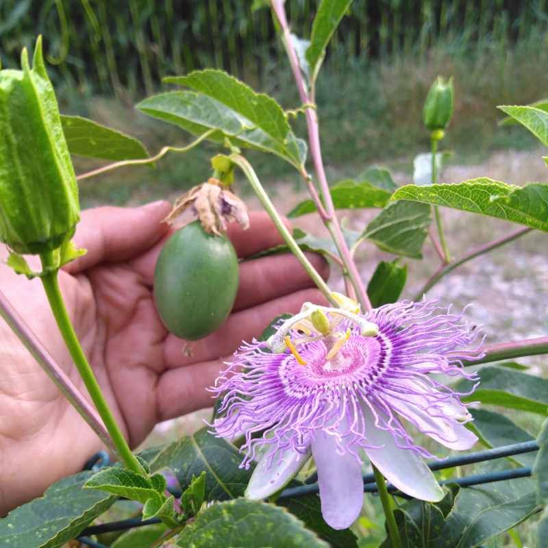 Passiflora incarnata BIO