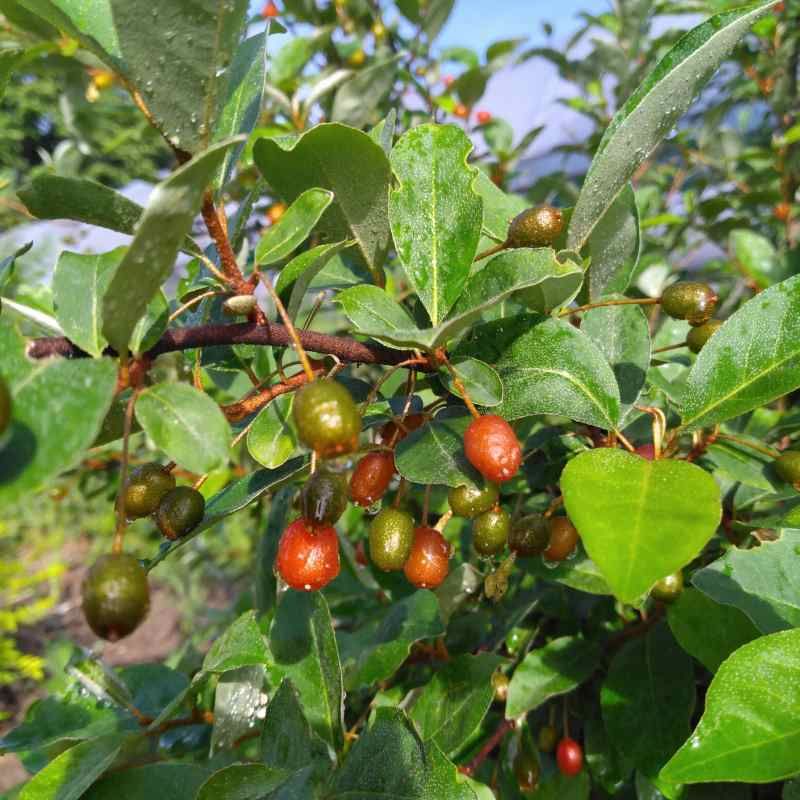 Elaeagnus multiflora - Goumi BIO