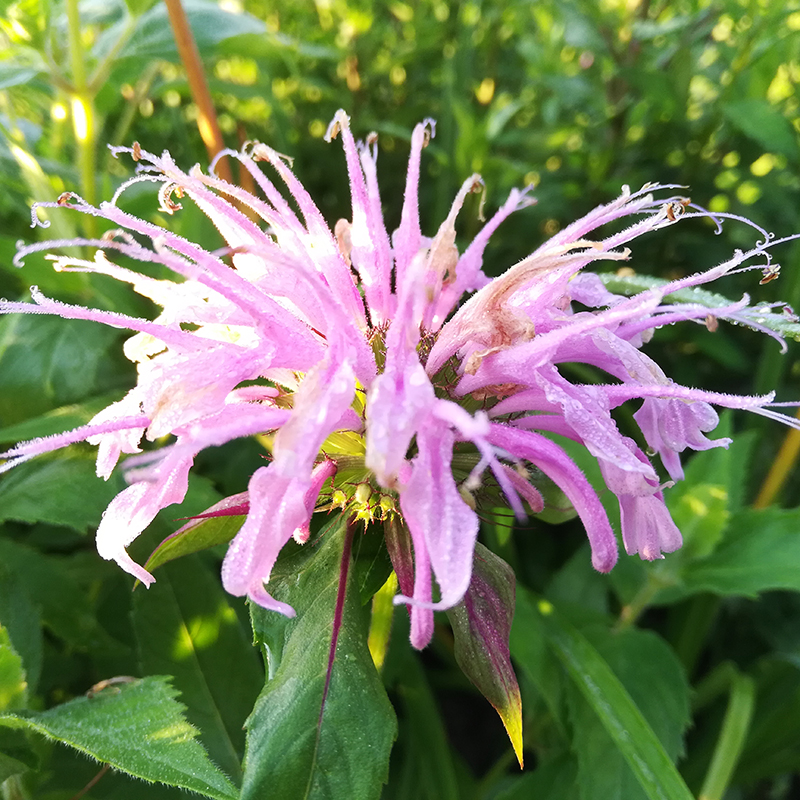 Monarda fistulosa ~ Monarde fistuleuse - Motte de 1.5 L