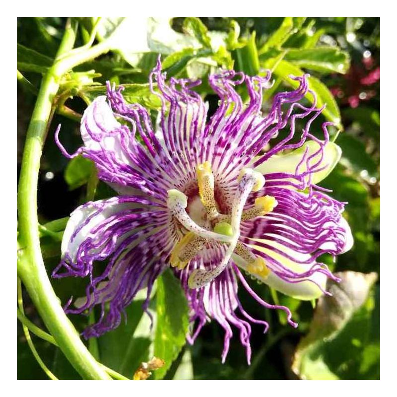 Passiflora incarnata BIO
