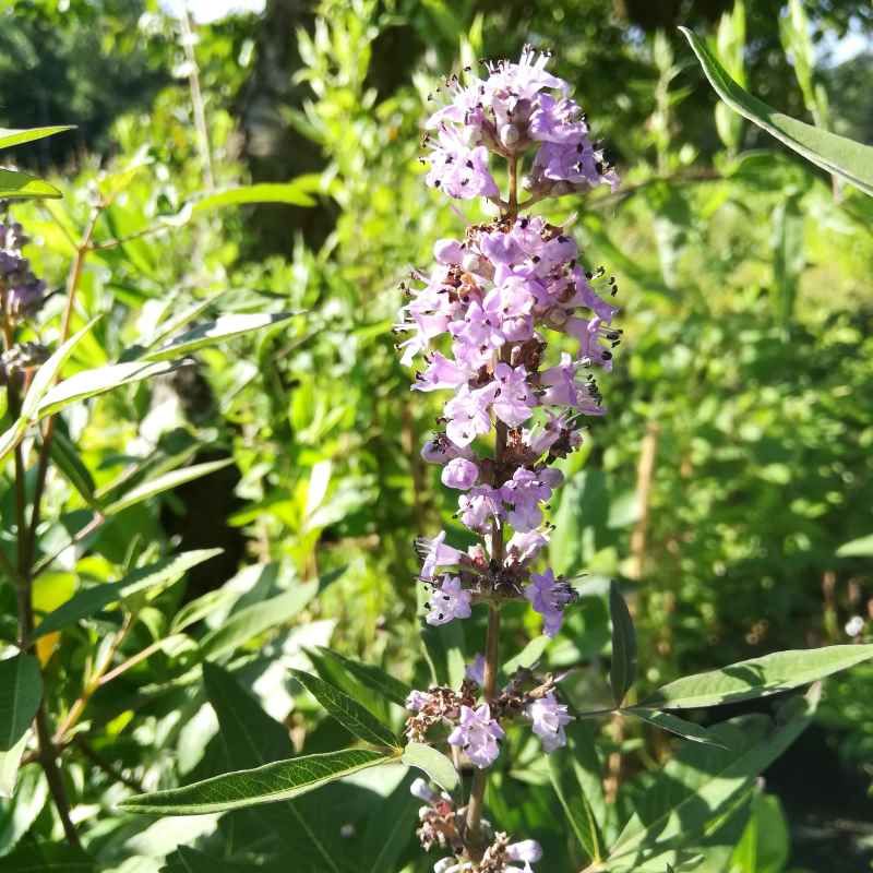 Vitex agnus-castus BIO